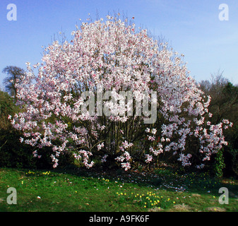 COMMON NAME Magnolia LATIN NAME Magnolia rustica rubia Stock Photo - Alamy