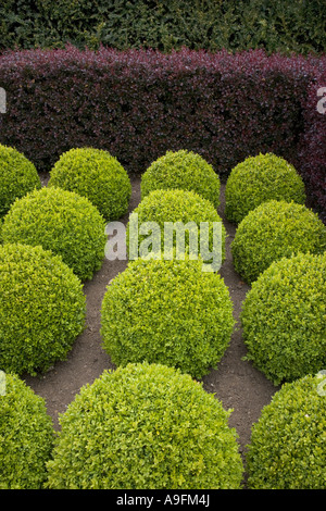 Clipped evergreen Yew hedge Stock Photo - Alamy