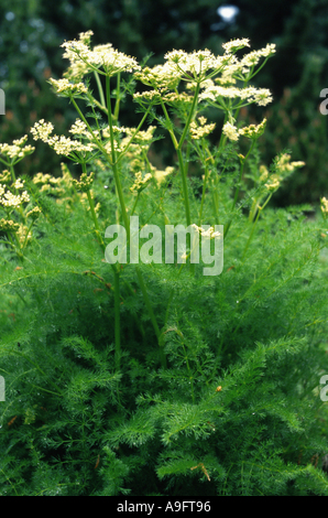 spignel (Meum athamanticum), blooming, Germany, BG Ffm Stock Photo - Alamy