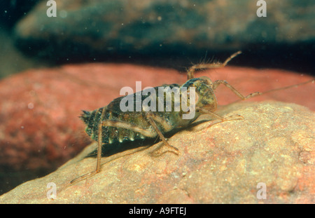 Darter Dragonfly, Sympetrum sp. Nymph on pond Stock Photo - Alamy