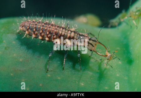 Green Lacewing, Chrysopa sp. Larva eating an Aphid Stock Photo - Alamy