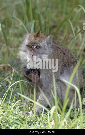 Crab-eating macaques, two females and a baby, Monkey Forest, Ubud, Bali ...