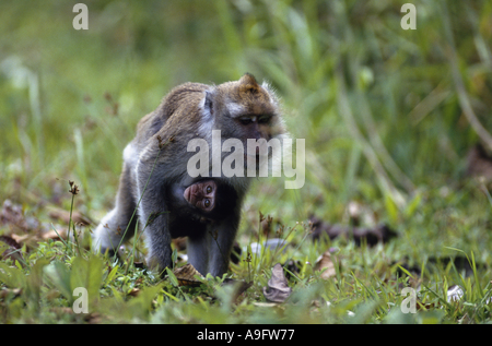 Crab-eating macaques, two females and a baby, Monkey Forest, Ubud Stock ...