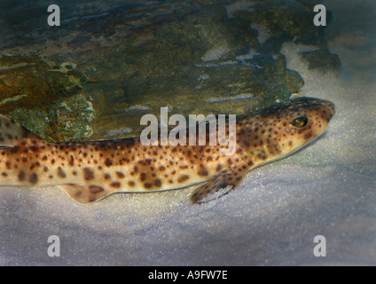 lesser spotted dogfish, smallspotted dogfish, rough hound, smallspotted ...