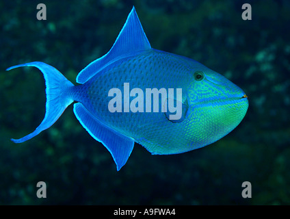 Redtoothed triggerfish / Balistes erythrodon Stock Photo - Alamy