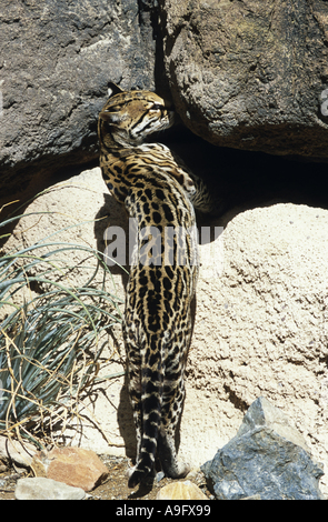 Ocelot (Leopardus pardalis) standing on buttress root on the forest ...