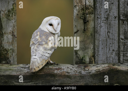 Barn owl looking backwards Stock Photo - Alamy