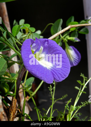 Gokarna flower, Butterfly Pea, Mazerion, Clitoria ternatea Linn ...