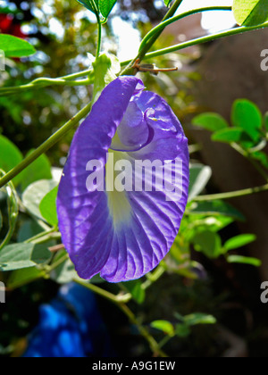 Gokarna flower, Butterfly Pea, Mazerion, Clitoria ternatea Linn ...