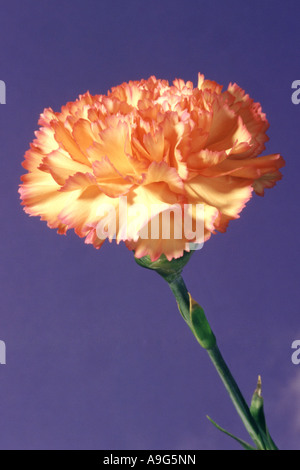 Carnation , Caryophyllaceae or Clove Pink or Dianthus caryophyllus L or ...