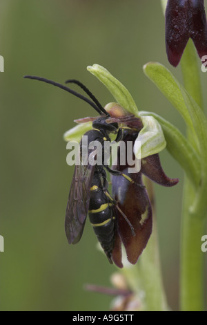 Fly Orchid (Ophrys insectifera) pollinated by Argogorytes mystaceus ...