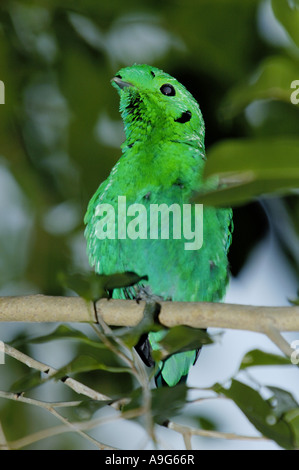 Lesser green broadbill (Calyptomena viridis) perched in tree, native to ...