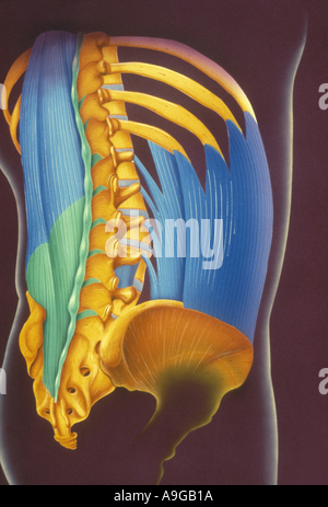 Illustration of Human Anatiomy Muscular system Stock Photo - Alamy