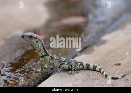 Cape monitor, rock monitor, Bosc's monitor, African savannah monitor ...
