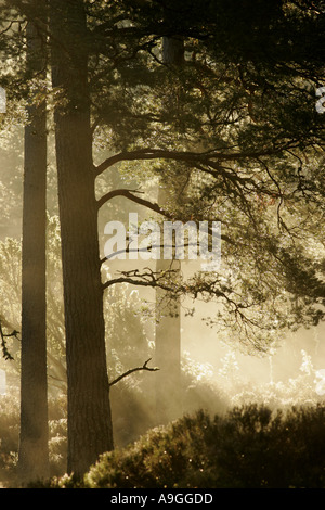 dawn in a pine forest Stock Photo - Alamy