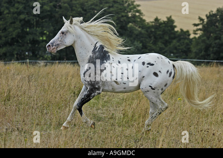 Appaloosa pure-bred Arab horse (Equus przewalskii f. caballus ...