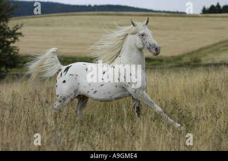 Appaloosa pure-bred Arab horse (Equus przewalskii f. caballus ...