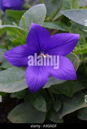balloon-flower (Platycodon grandiflorum), blooming Stock Photo - Alamy
