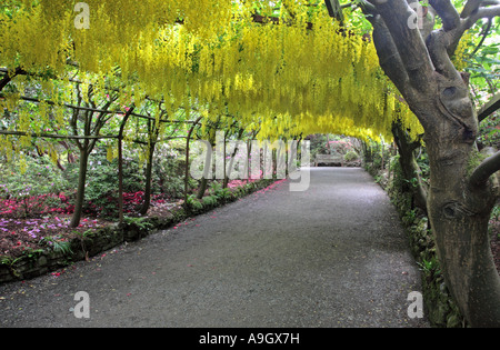 Laburnam Arch, Bodnant Gardens,Gwynedd, Wales, UK ,Europe, National ...