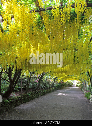 Laburnum Arch, Bodnant Gardens Stock Photo - Alamy