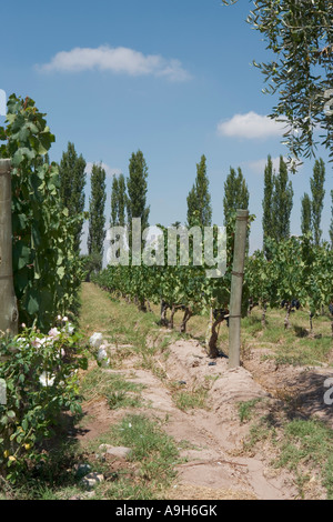 Argentina South America Grape Vine Vineyards Bodega Lujan de Cuyo ...