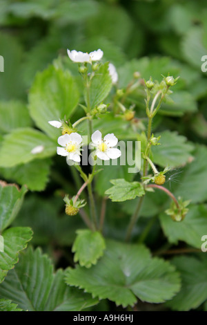 Wild strawberry, fragaria vesca, wild flowers, Dolomites, Italy Stock ...