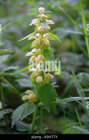 yellow archangel nettles Stock Photo - Alamy