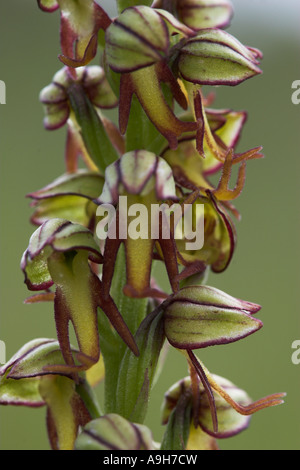 Man Orchid Aceras anthropophora UK Stock Photo - Alamy
