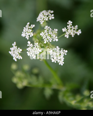 Beaked Cow Parsley or Wild Chervil, Anthriscus sylvestris, Apiaceae ...