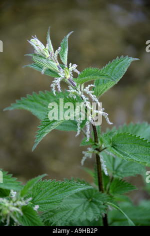 Female stinging nettle in flower Stock Photo - Alamy