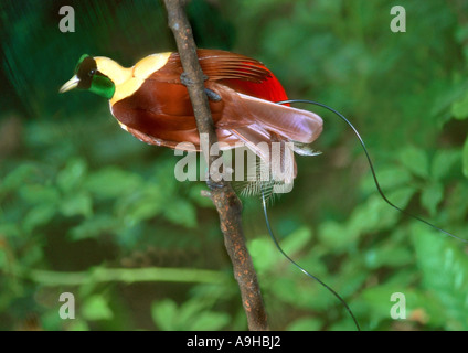 Paradisaea apoda, greater bird-of-paradise Stock Photo - Alamy