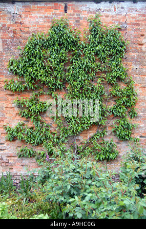 A peach tree growing against a wall in fan trellis Stock Photo - Alamy