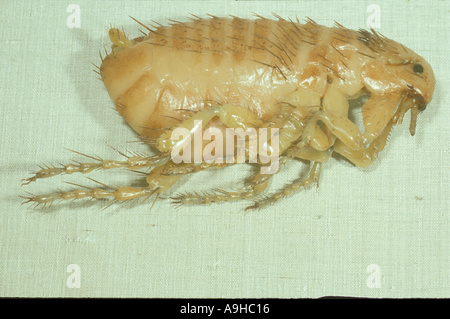 Ctenocephalides felis felis, cat flea Stock Photo: 66724248 - Alamy