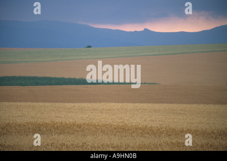 Wheat Fields and Pastureland Romania Stock Photo - Alamy