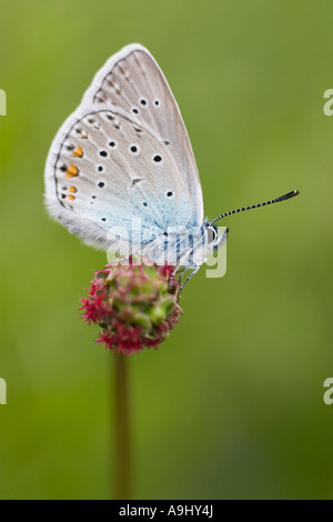 Polyommatus amandus, the Amanda's blue butterfly. Common blue butterfly ...