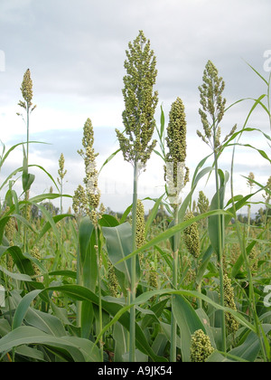 Sorghum plant ; Jowar crop ; Jawar farm ; Jawhar field ; family Stock ...