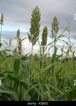 Sorghum ; Jowar crops in field ; Satara ; Maharashtra ; India Stock ...