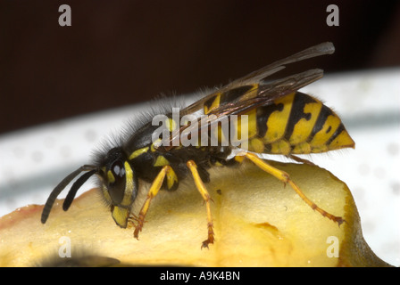 macro of wasp eating a apple on tree Stock Photo - Alamy