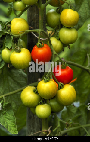A tomato Solanum lycopersicum plant with green leaves is growing in a ...