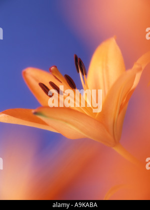 Orange Lily flower Lilium Brunello selectively focused through petals ...