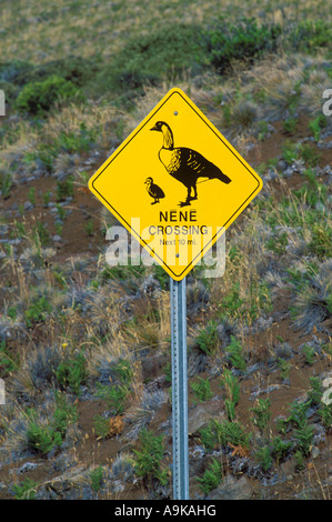 Nene Hawaiian Goose crossing sign on the road to Haleakala Crater ...