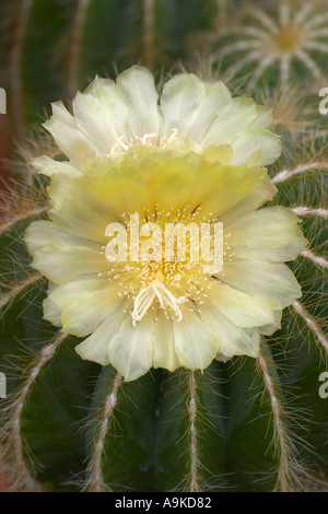 Flowering Ball Cactus (Notocactus magnificus Stock Photo - Alamy