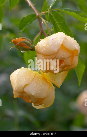 Rosa ‘Buttercup’ / Ausband . Shrub rose 'Buttercup'. UK Stock Photo - Alamy
