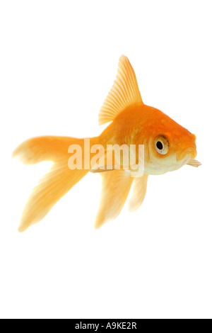 goldfish common carp fantail comet Carassius auratus falling into water ...