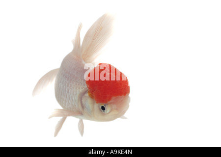 goldfish, common carp, Shishigashira, Fantail, white oranda with red ...