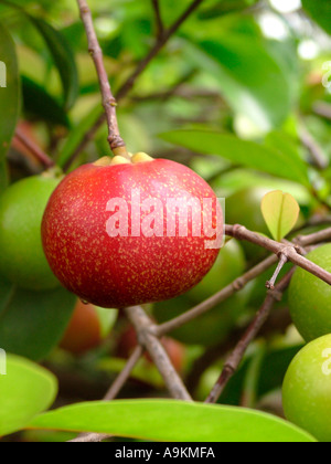 Garcinia Indica, Kokam Fruit Stock Photo - Alamy
