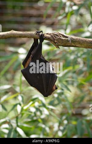 Rodrigues Fruit Bat Pteropus rodricensis Pueblo Zoo Colorado USA Stock ...