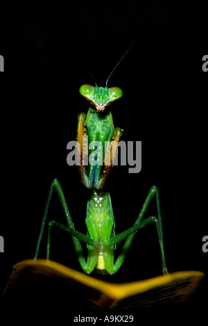 Praying Mantis, Kenya Stock Photo - Alamy