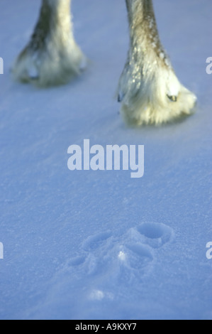 Reindeer (Rangifer tarandus tarandus) footprint in sand showing cloven ...