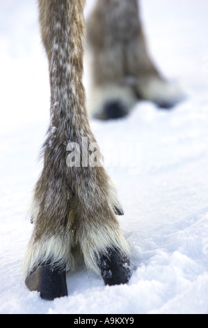 Reindeer (Rangifer tarandus tarandus) footprint in sand showing cloven ...